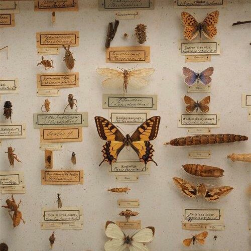 Insect collection in case by polak, Amsterdam - Van Leest Antiques