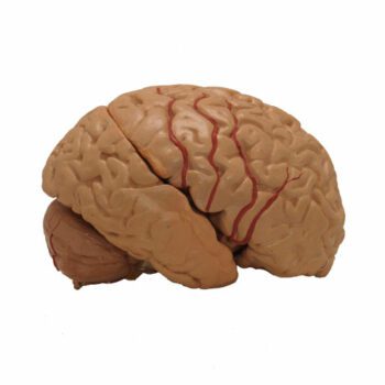 Plaster brain model - Van Leest Antiques
