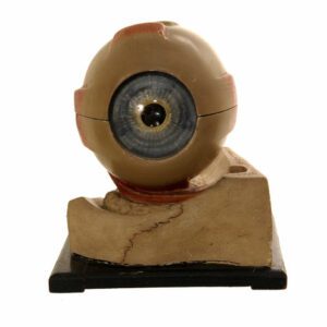 Somso eye model, c 1920 - Van Leest Antiques