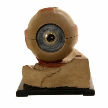 Somso eye model, c 1920 - Van Leest Antiques