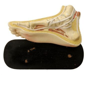 Anatomisch voet model c 1910 - Van Leest Antiques