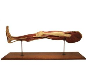 20-piece anatomical leg model - Van Leest Antiques