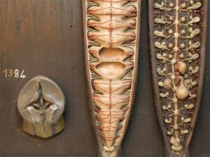 Anatomical model of a leech, hirudinea subclass - Van Leest Antiques