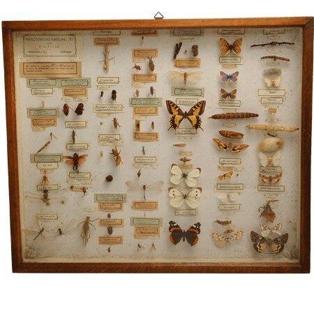 Insect collection in case by polak, Amsterdam - Van Leest Antiques