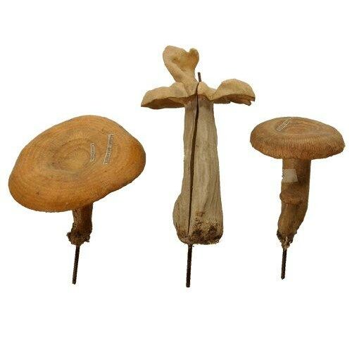 Auzoux fungi models - Van Leest Antiques