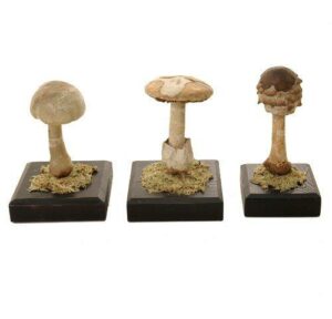 Dr. Auzoux fungi models, 1885 - Van Leest Antiques