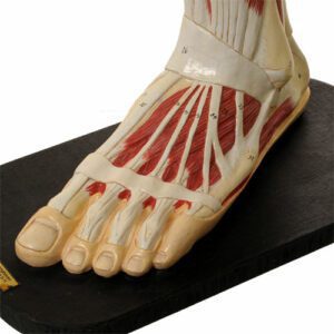 Anatomical leg-foot model - Van Leest Antiques