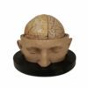 Human brain model - Van Leest Antiques