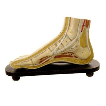 Anatomisch voet model c 1910 - Van Leest Antiques