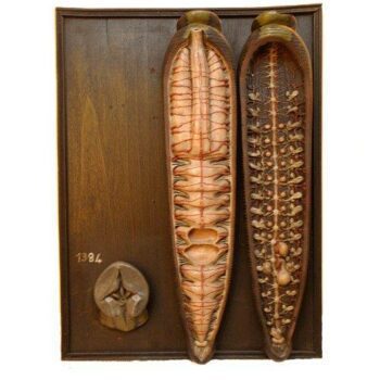 Anatomical model of a leech, hirudinea subclass - Van Leest Antiques