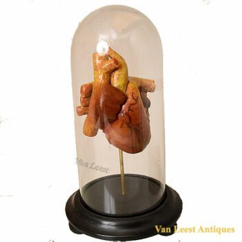 Anatomical wax heart modelAnatomical wax heart model
