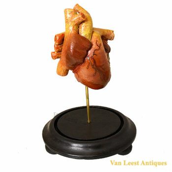 Anatomical wax heart modelAnatomical wax heart model
