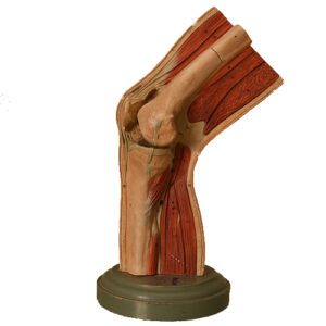 Anatomical knee model by Somso Anatomical knee model by Somso