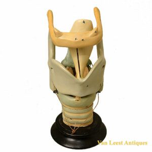 Anatomical Larynx Vocal cords model, functional