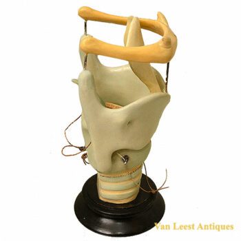 Anatomical Larynx Vocal cords model, functional