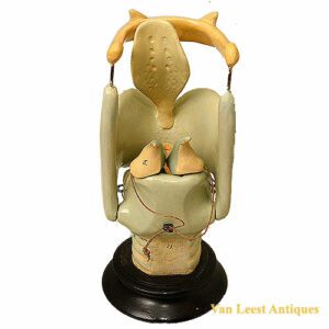 Anatomical Larynx Vocal cords model, functional