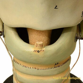 Anatomical Larynx Vocal cords model, functional