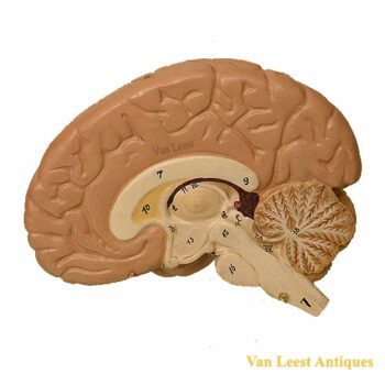 Anatomical Human brain model, C 1930
