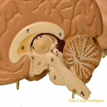 Anatomical Human brain model, C 1930