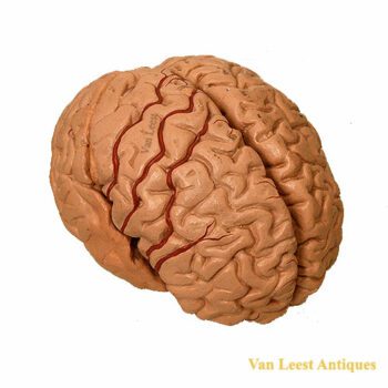 Plaster Human Brain model, C 1920 Plaster Human Brain model,