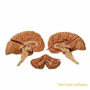 Plaster Human Brain model, C 1920 Plaster Human Brain model,