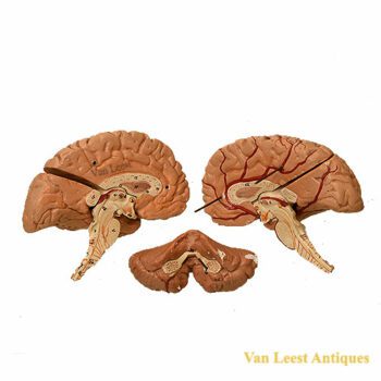 Plaster Human Brain model, C 1920 Plaster Human Brain model,