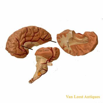 Plaster Human Brain model, C 1920 Plaster Human Brain model,
