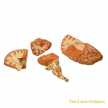 Plaster Human Brain model, C 1920 Plaster Human Brain model,