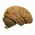Human brain model - Van Leest Antiques