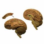 Human brain model - Van Leest Antiques