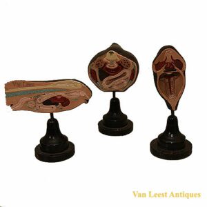 Anatomical Cow model by Somso. Anatomical Cow model by Somso.