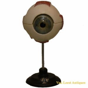 Somso anatomical eye model Somso anatomical eye model