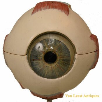 Somso anatomical eye model Somso anatomical eye model