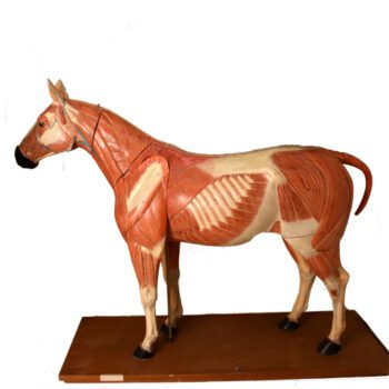 Early Anatomical Pig model, 1890.Early Anatomical Pig model