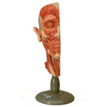 Human half head anatomical model by Somso