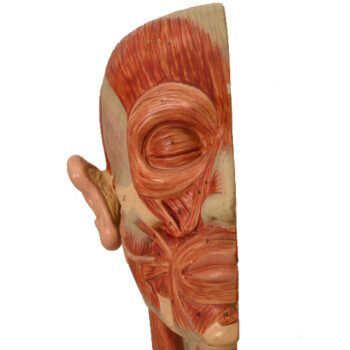 Human half head anatomical model by Somso