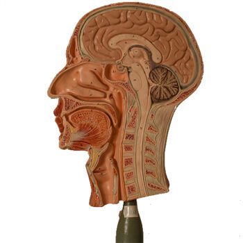 Human half head anatomical model by Somso