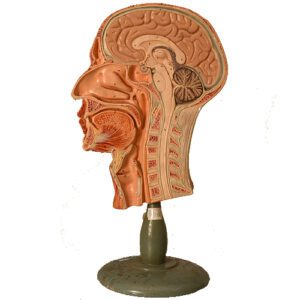 Human half head anatomical model by Somso