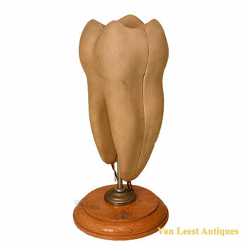 Anatomical lower Molar model, Somso