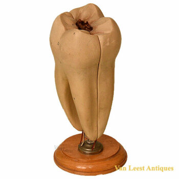 Anatomical lower Molar model, Somso