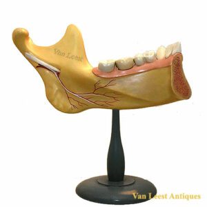 Anatomical lower jaw model Somso Anatomical lower jaw model,