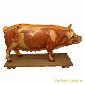Early Anatomical Pig model, 1890.Early Anatomical Pig model