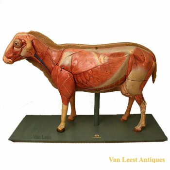Anatomical Sheep model, DDR, head and torso detailed