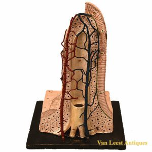intestinal villus model by dr. Auzoux.