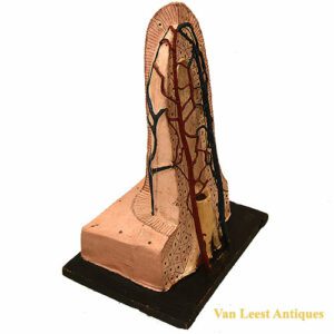 intestinal villus model by dr. Auzoux.