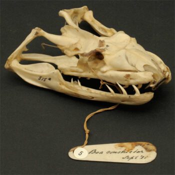 Boa Constrictor Skull, Dated 1925 - Van Leest Antiques
