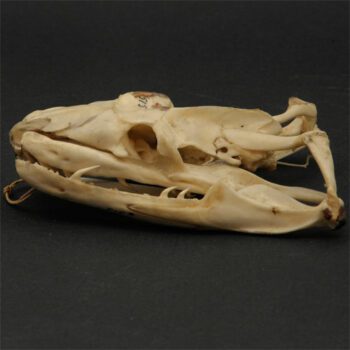 Boa Constrictor Skull, Dated 1925 - Van Leest Antiques
