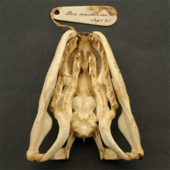 Boa Constrictor Skull, Dated 1925 - Van Leest Antiques