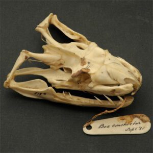 Boa Constrictor Skull, Dated 1925 - Van Leest Antiques