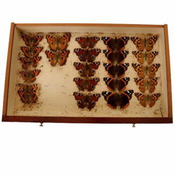 Victorian butterfly cabinet, C 1860 - Van Leest Antiques